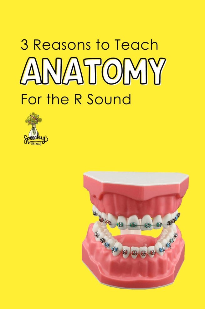 3 Reasons You Should Teach ANATOMY for the R Sound in Speech Therapy ...