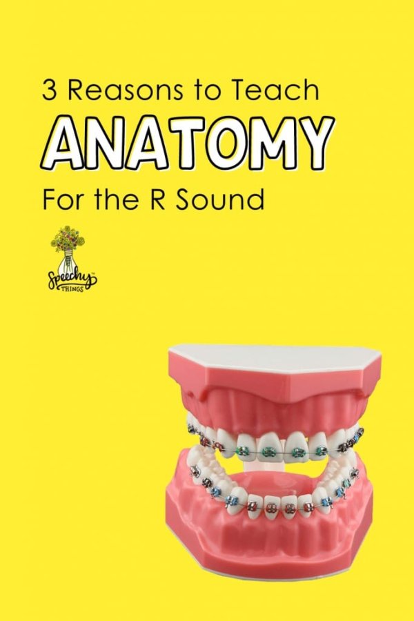 3 Reasons You Should Teach ANATOMY for the R Sound in Speech Therapy ...