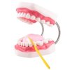 The Best Mouth Models for Speech Therapy: R Sound Tips • Rock the R®
