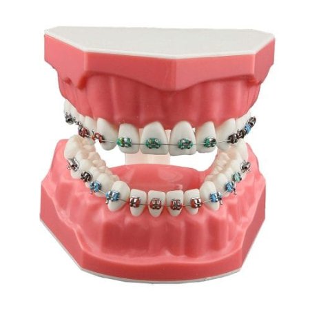 The Best Mouth Models for Speech Therapy: R Sound Tips • Rock the R®