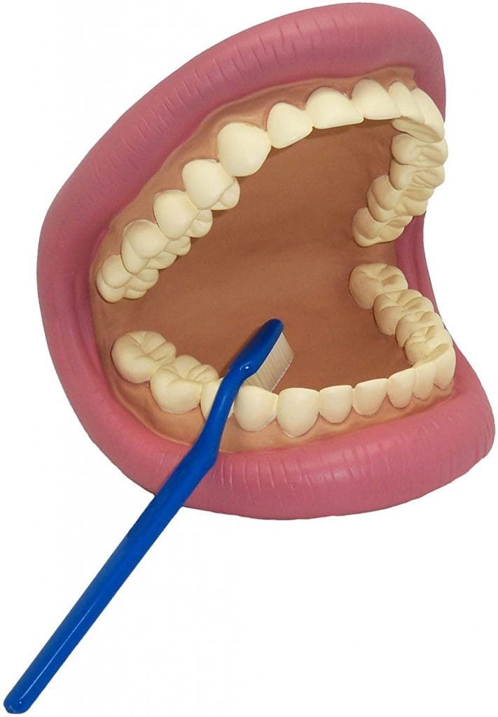 The Best Mouth Models for Speech Therapy: R Sound Tips • Rock the R®
